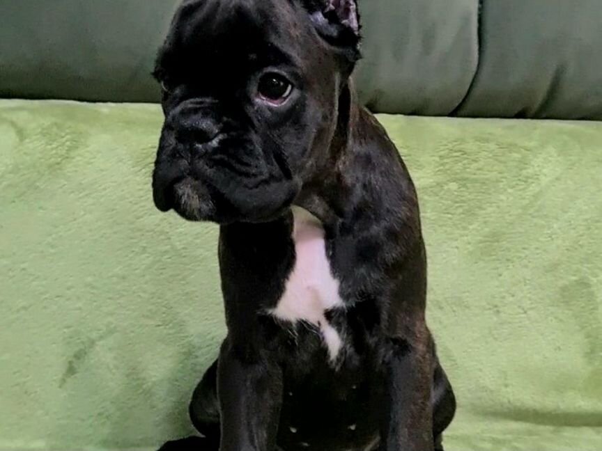 Боксер девочка