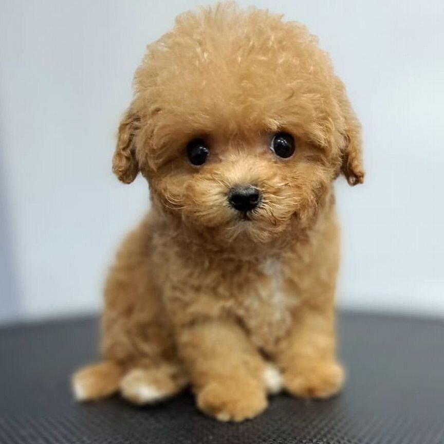 Мальтипу, щенок