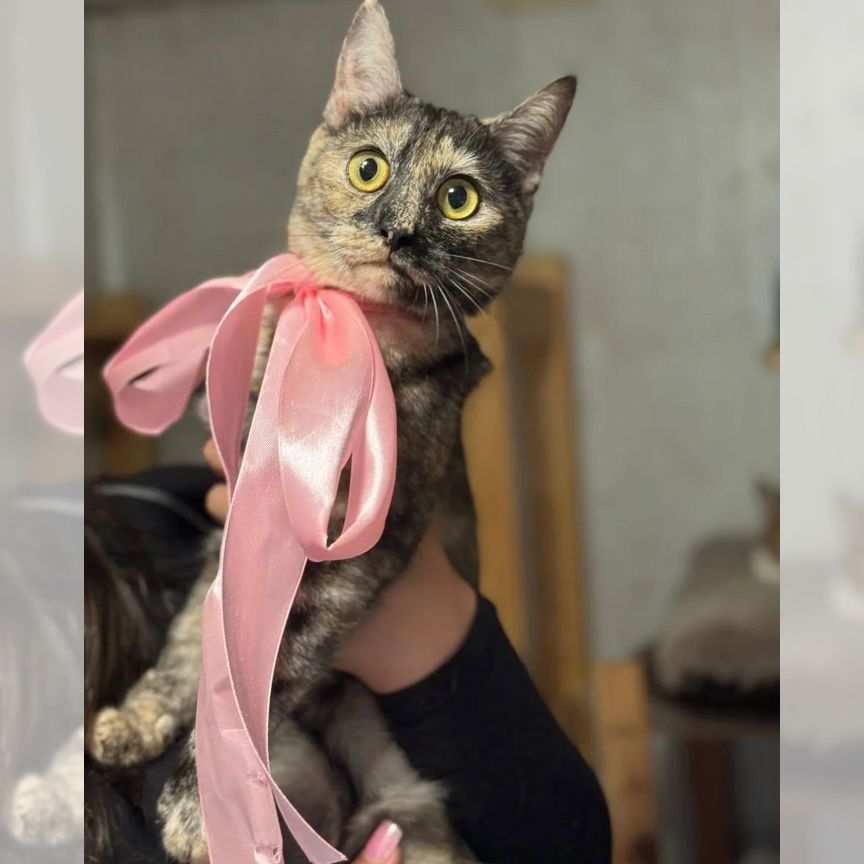 Взрослая, кошка в добрые руки