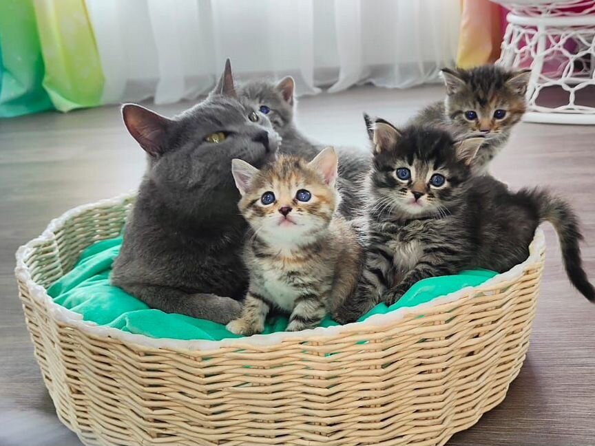 Котята в добрые руки