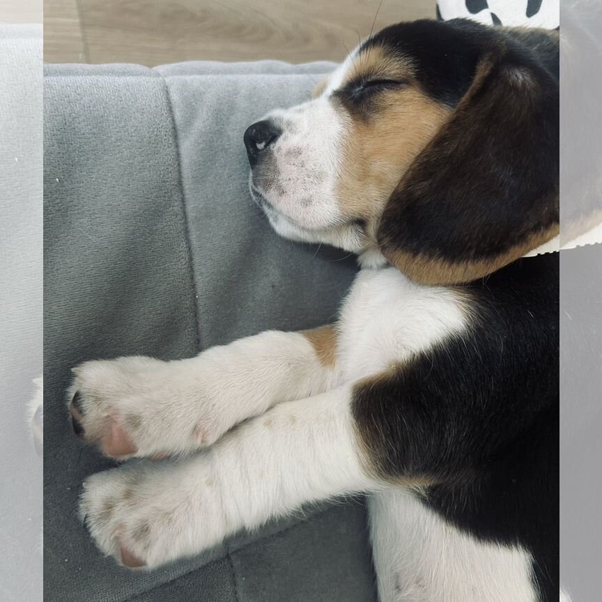 Бигль, щенок