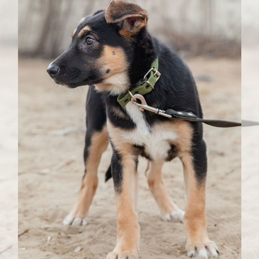 Щенок в добрые руки