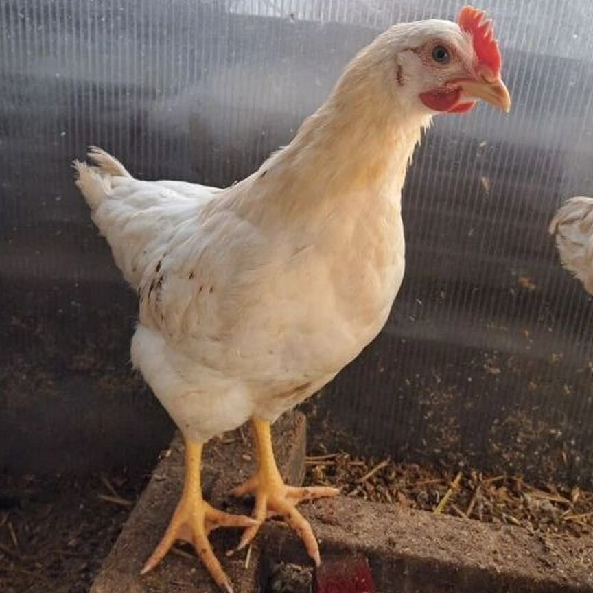 Молодые петушки