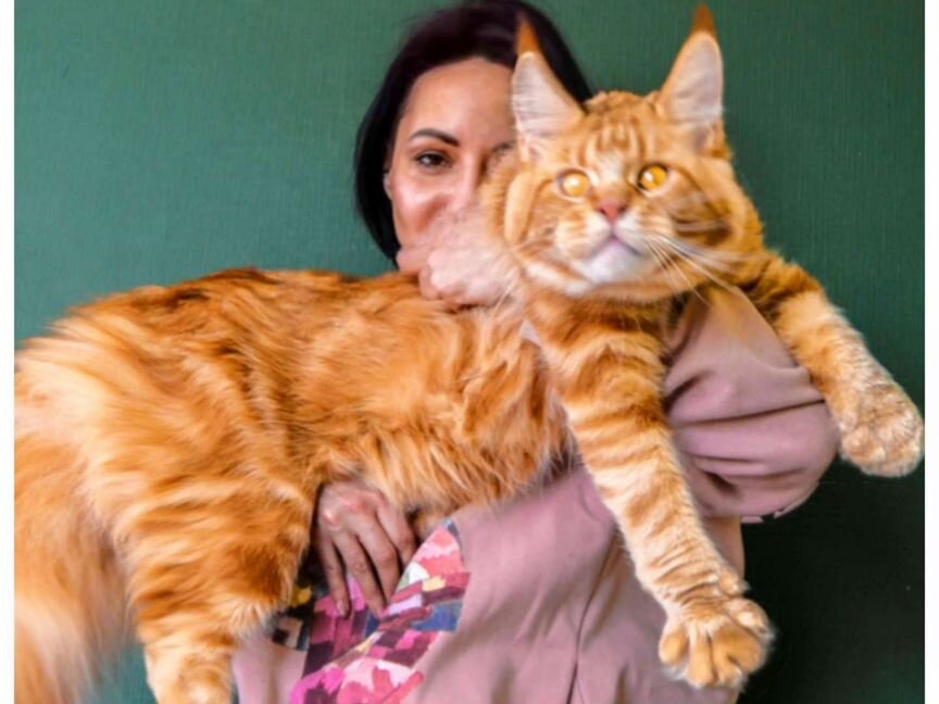 Огромные кистястые брутальные мейн кун котенок