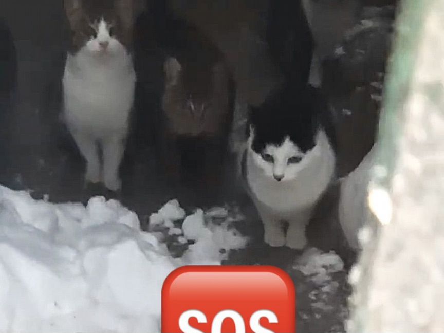 Ликвидировали ферму гибнут кот кошка котенок