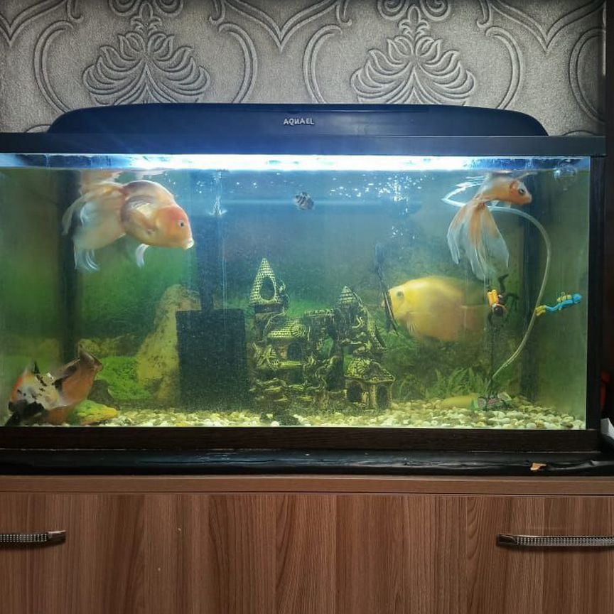 Аквариум