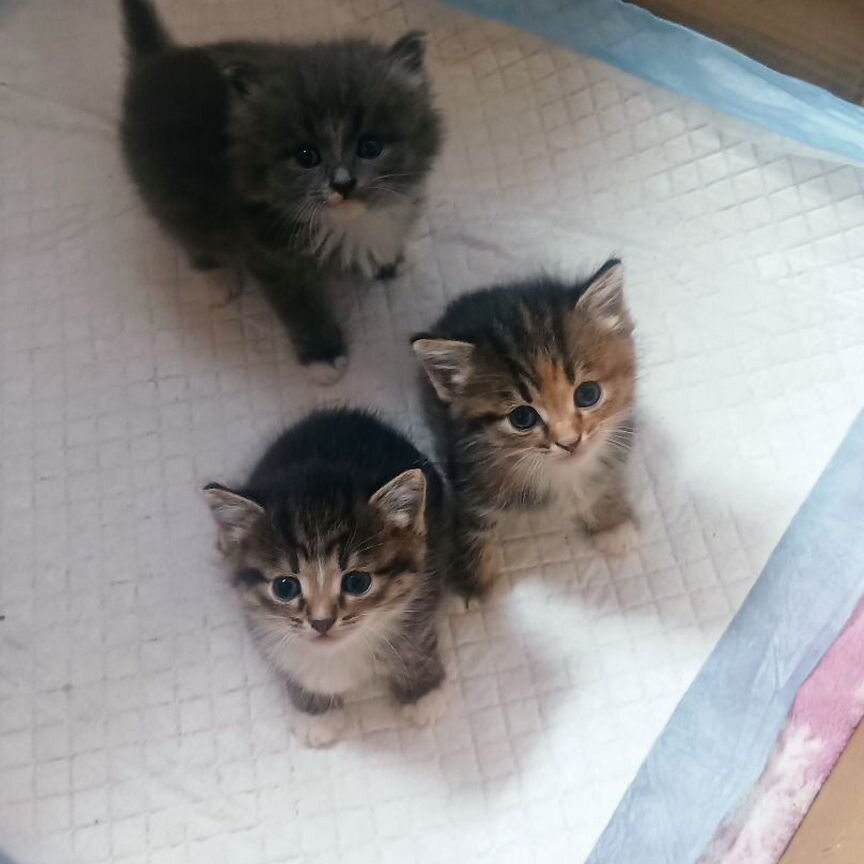 Котята отдам бесплатно