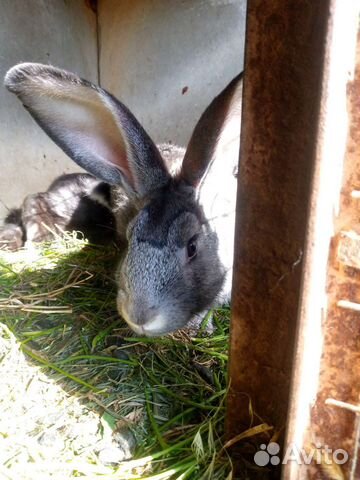 Кролики на мясо