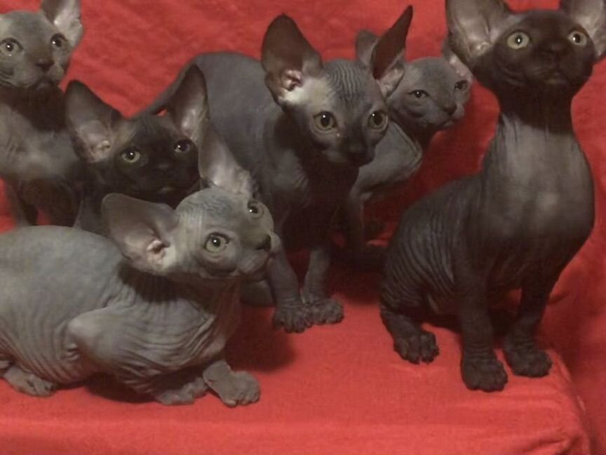 Канадский сфинкс