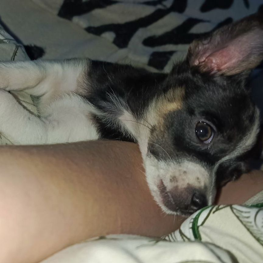 Продаю щенка