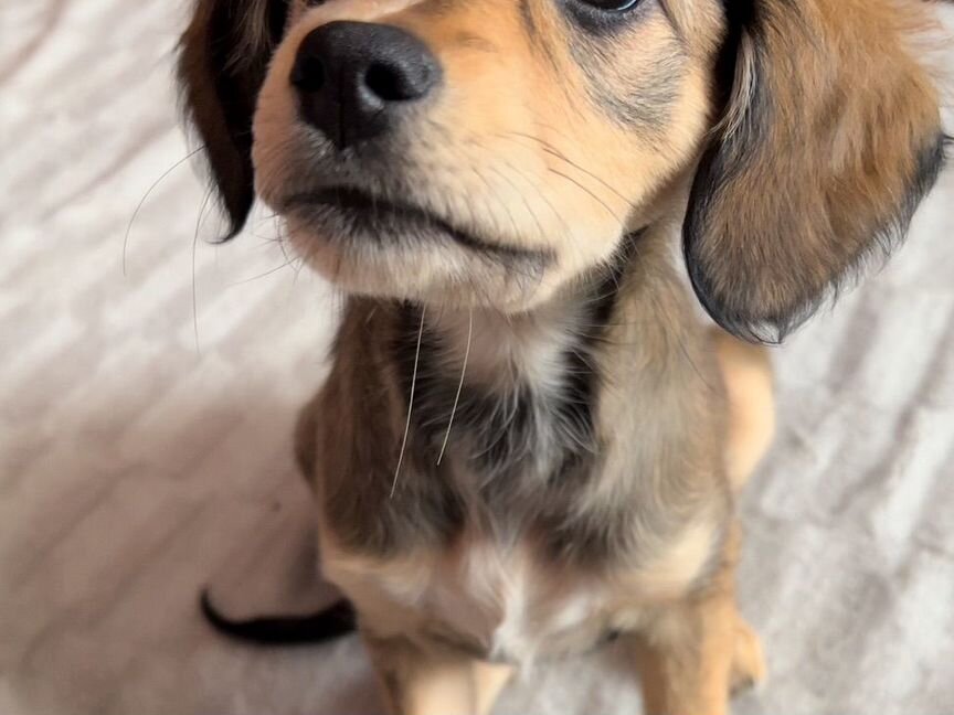 Щенок в добрые руки