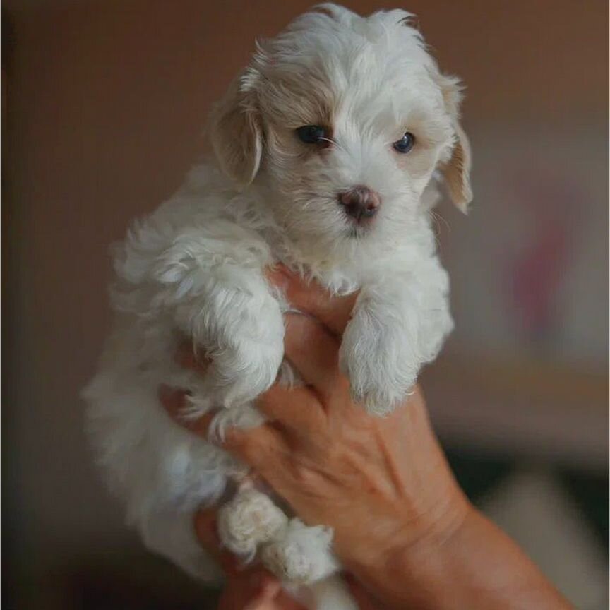 Продаю щенка Мальтипу,мальчик