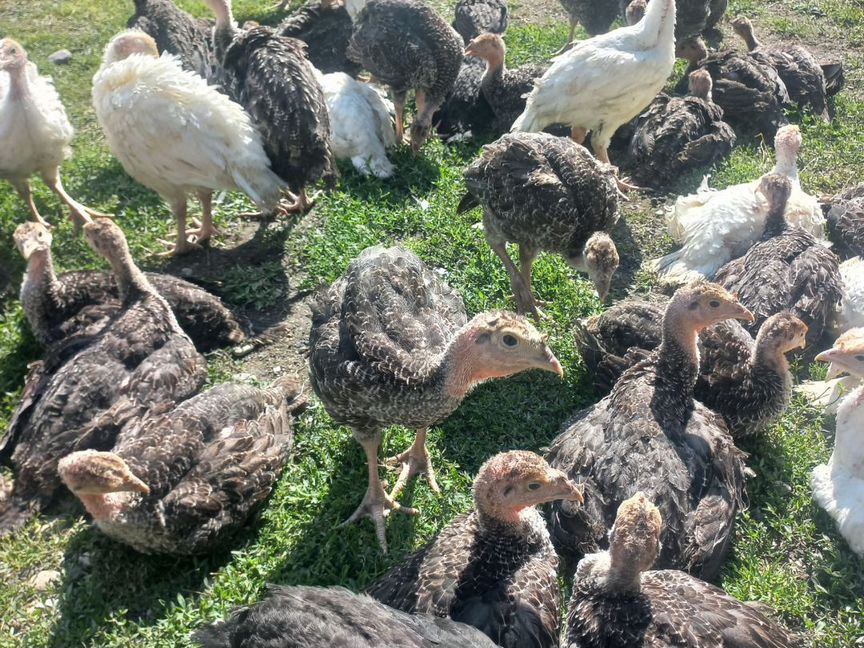 Индюки бронза