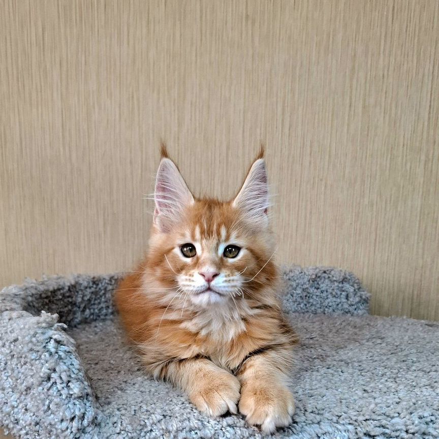 Котята мейн-кун