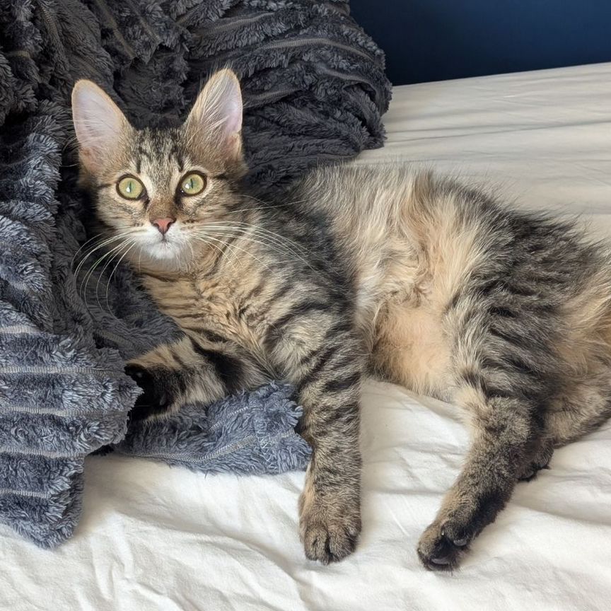 Сибирский котёнок
