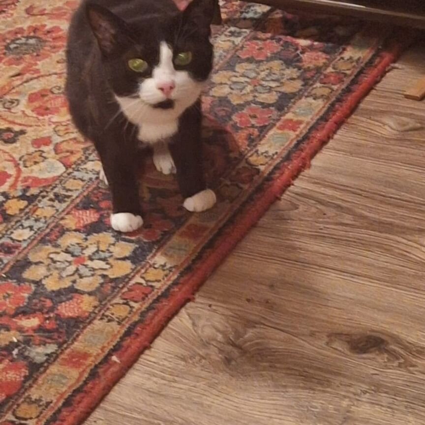 Удивительная кошечка