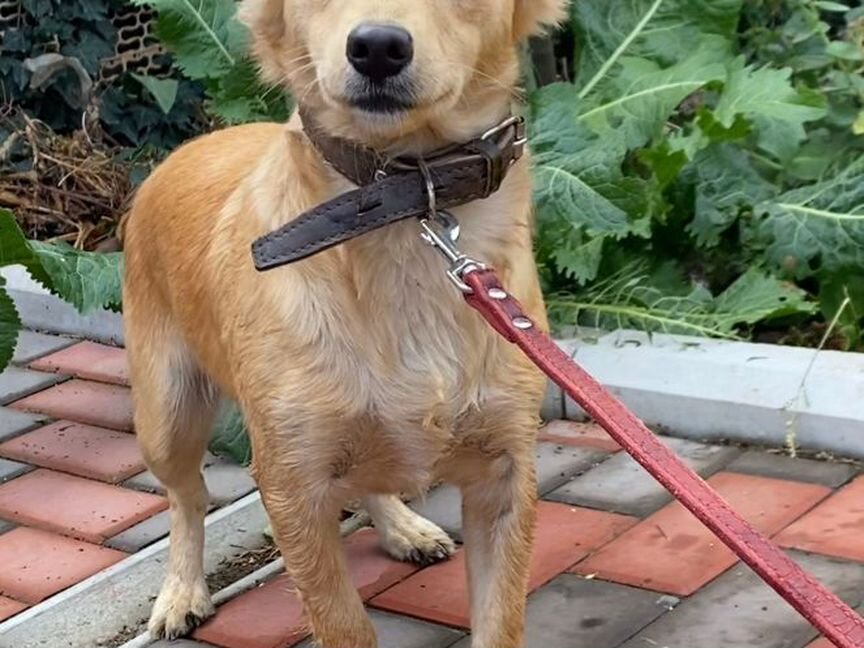 Рики и Чики