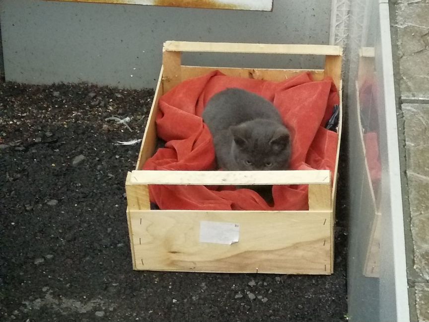 Маленький котенок ищет дом и тепло