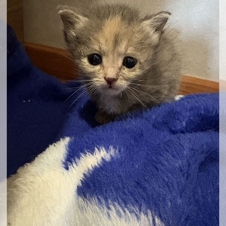Сибирский котёнок