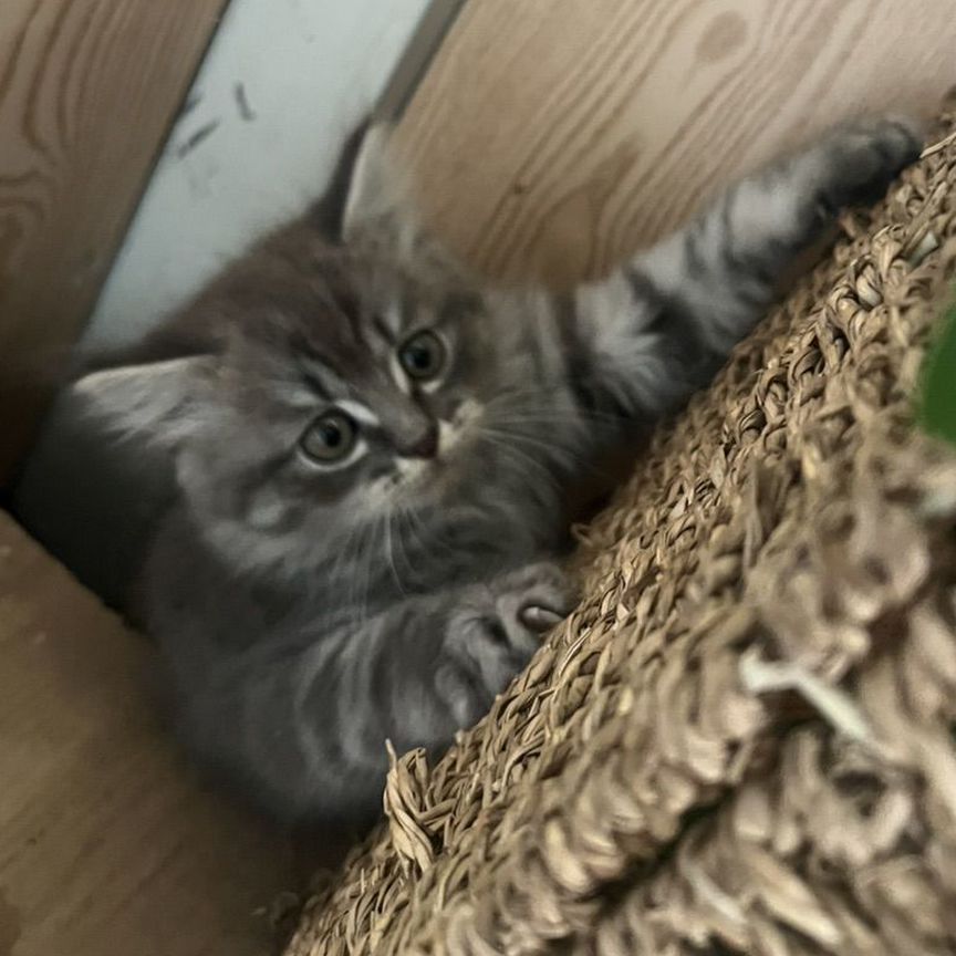 Котята отдам бесплатно