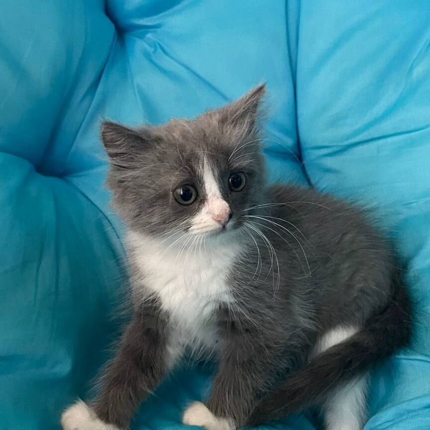 Котёнок помесь регдол