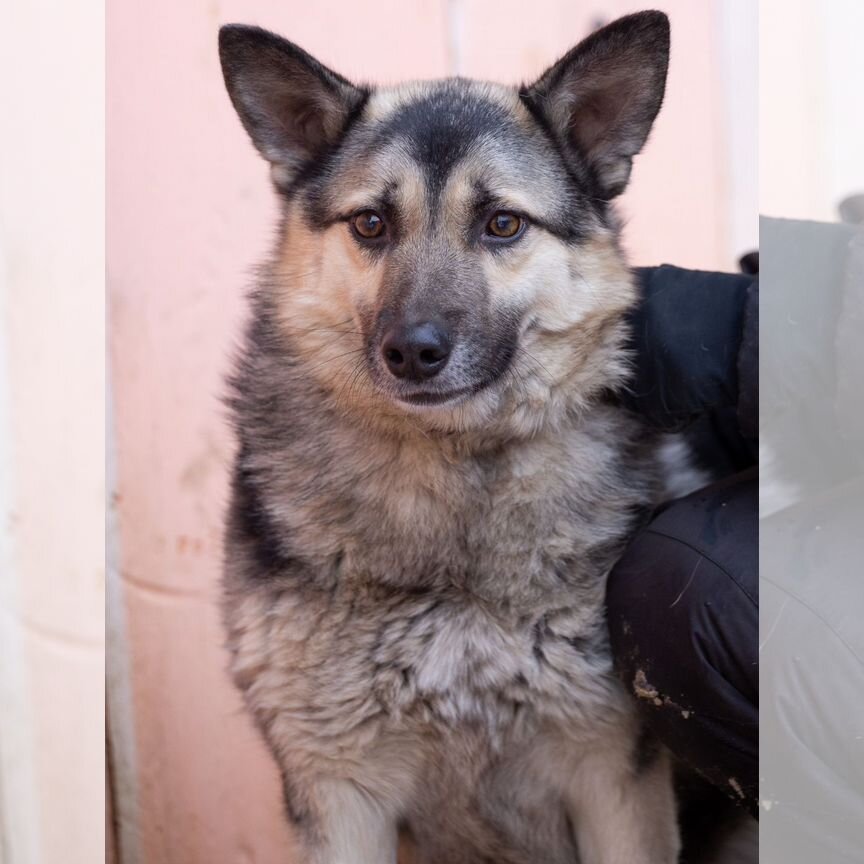 Взрослый пёс в добрые руки