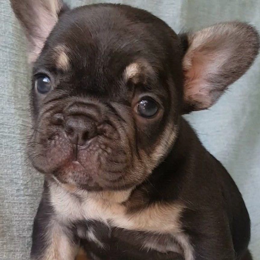 Сладкие пупсы