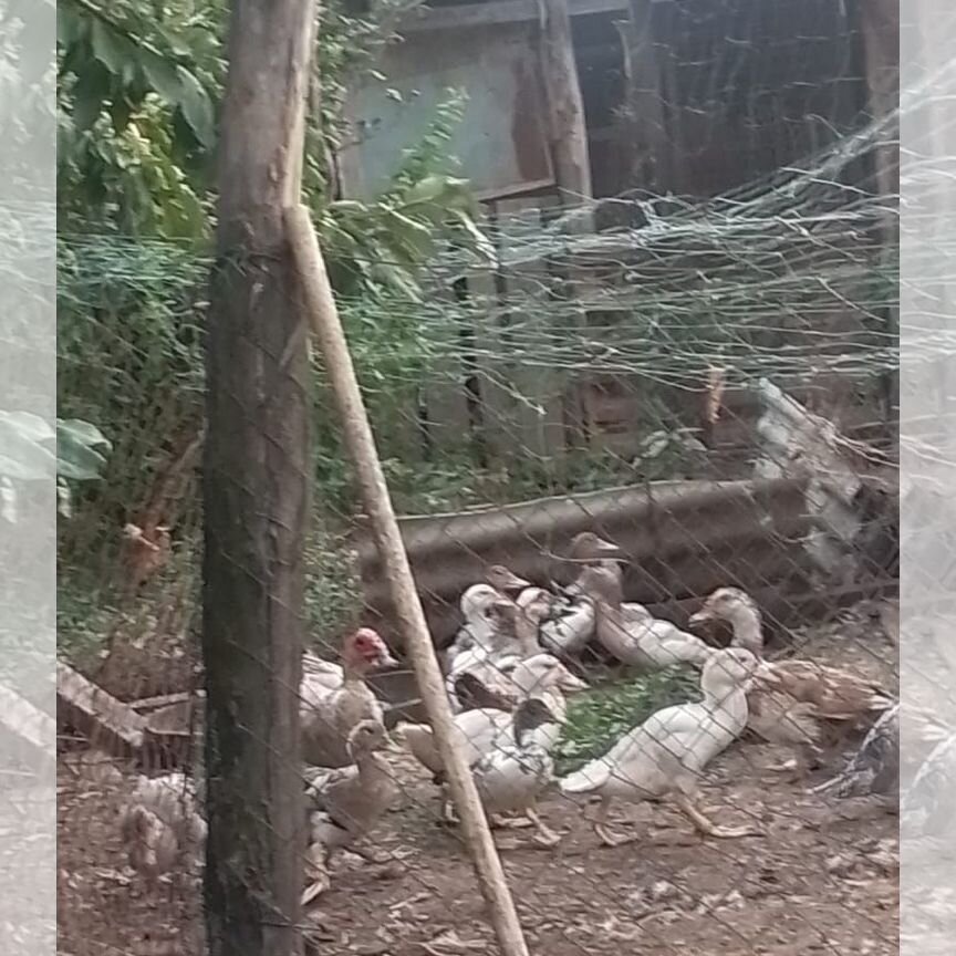 Индоутки тяжелой линии