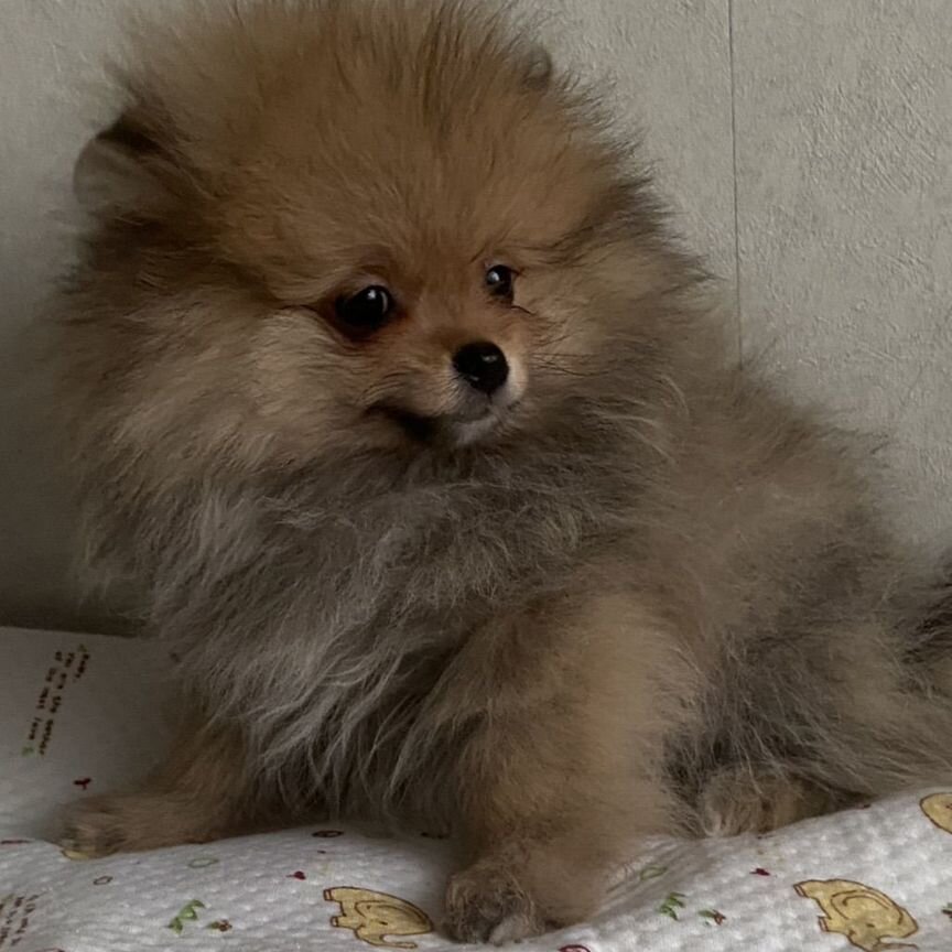 Померанский шпиц, щенок