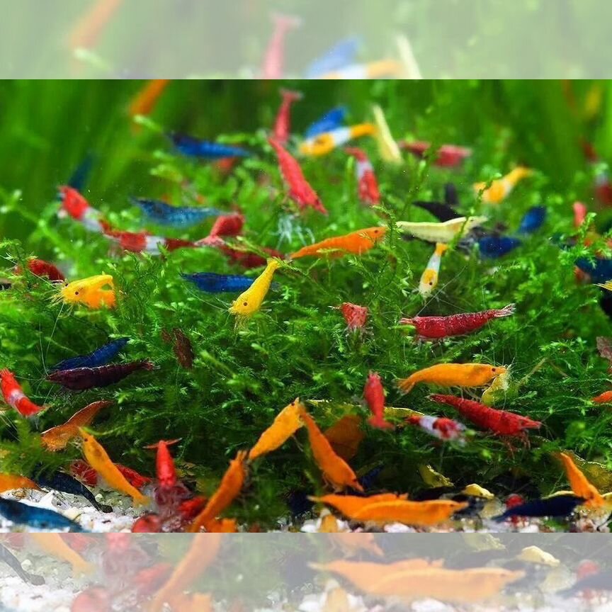 Аквариумные креветки