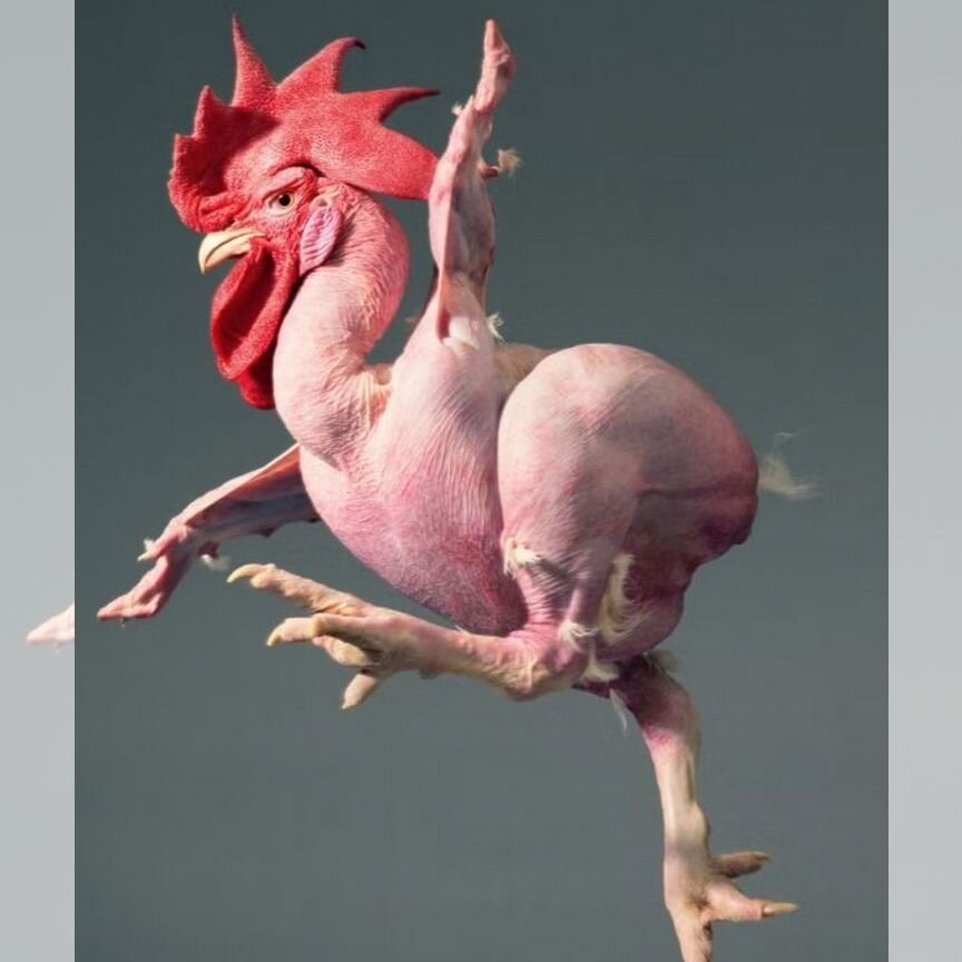 Принимаем заказы на общипывание птицы