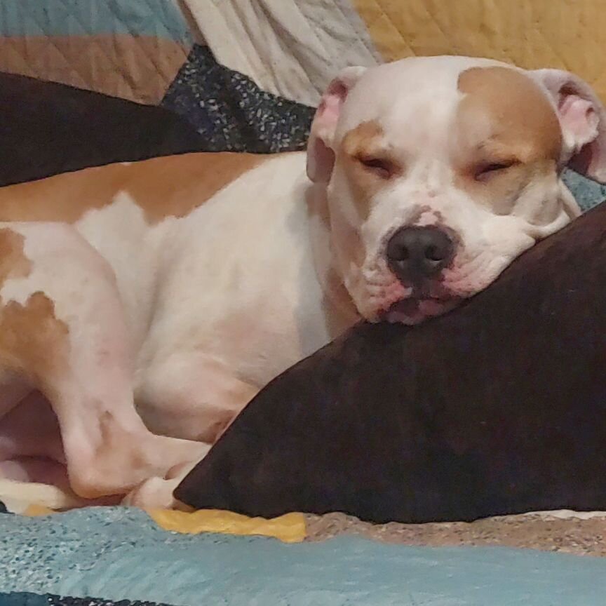 Стаффордширский терьер