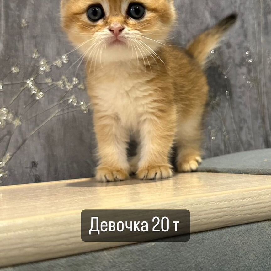 Золотая шиншилла котята