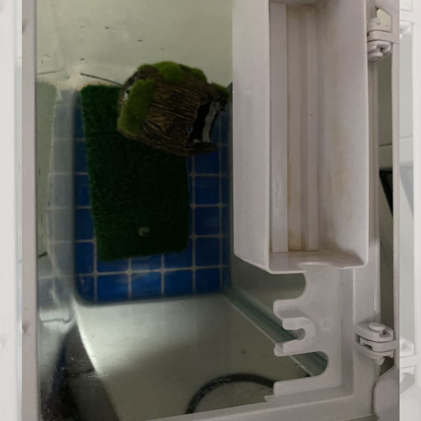 Аквариумные растения, аквариум