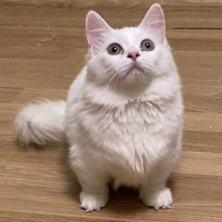 Кошечка манчкин