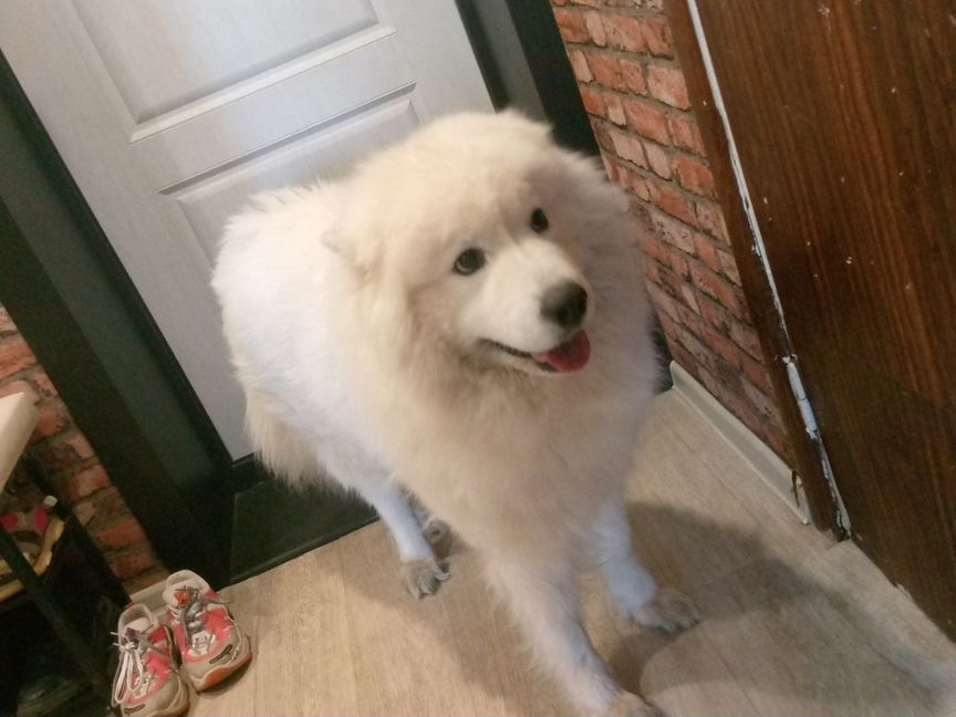 Самоед вяска мальчик