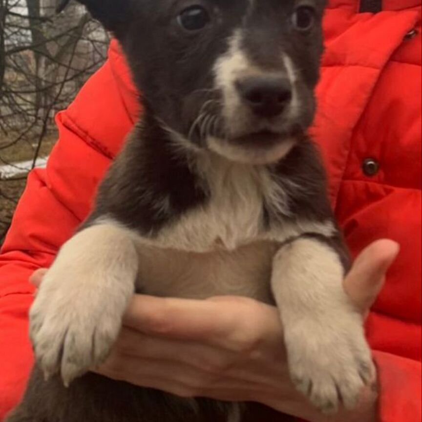 Девочка 3 мес.Мышка
