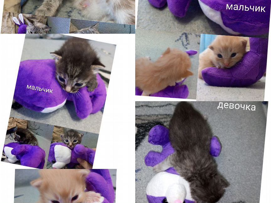 Кошка в дар бесплатно