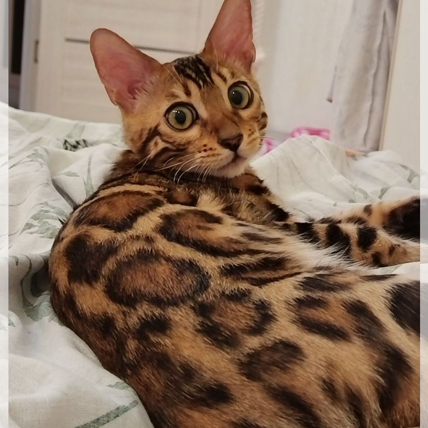Бенгальская кошка