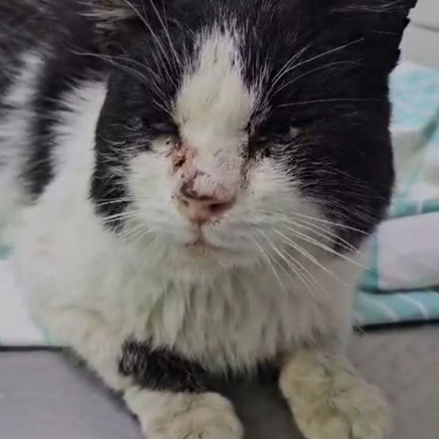 Котику нужна помощь, дом
