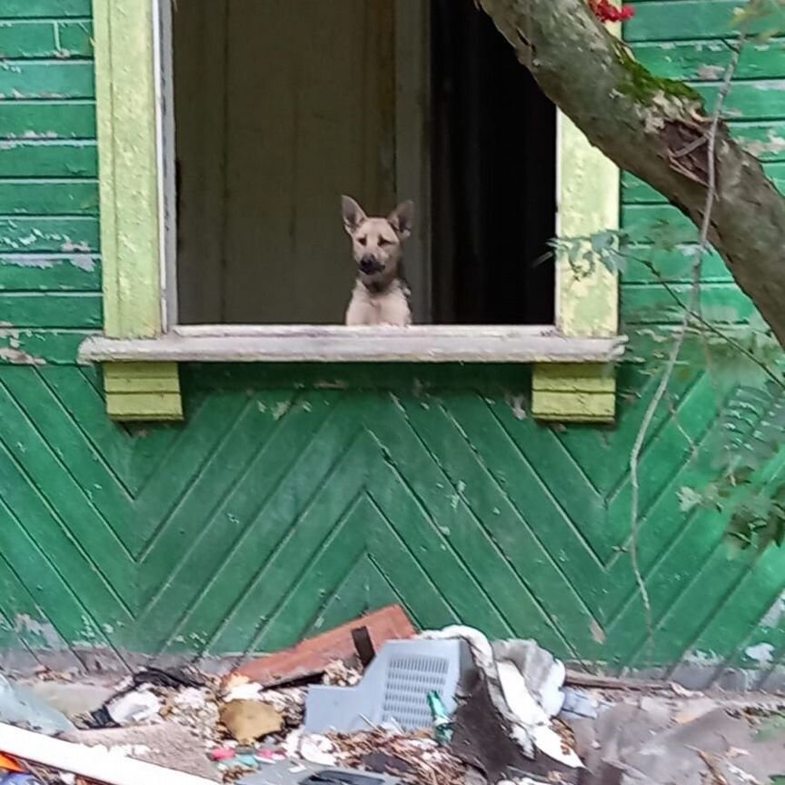 Щенки