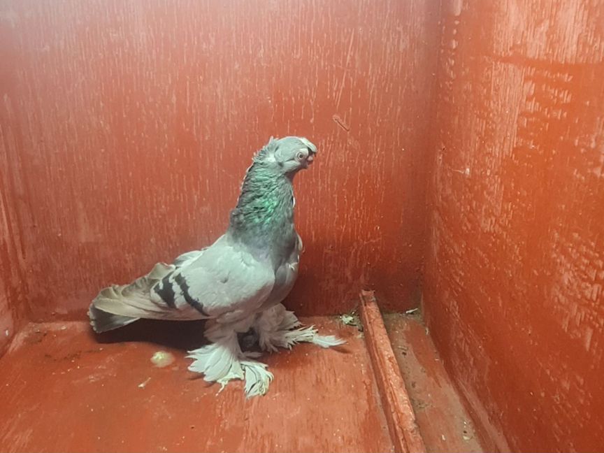 Голуби узбекские