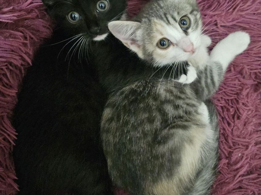 3 котёнка бесплатно
