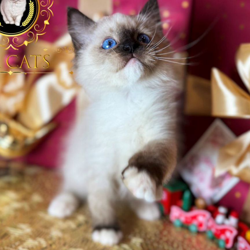 Рэгдолл котёнок