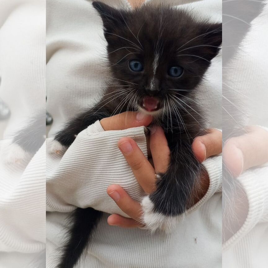 Котята глупыши