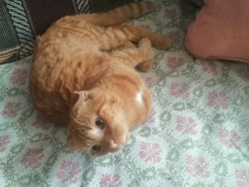 Вислоухий кот сирота