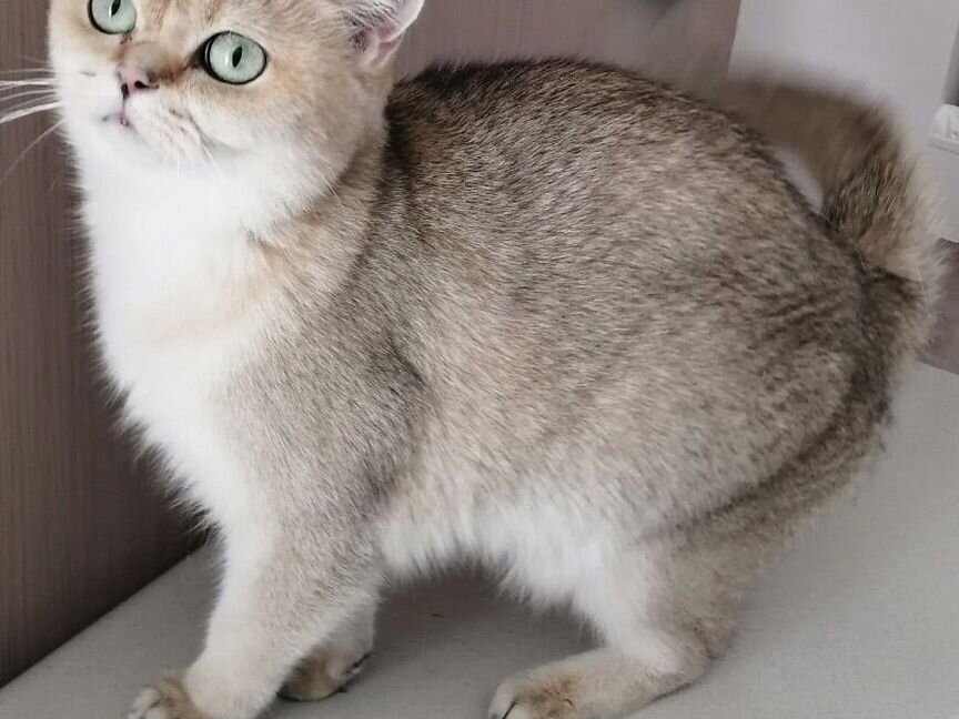 Кошка золотистая шиншилла