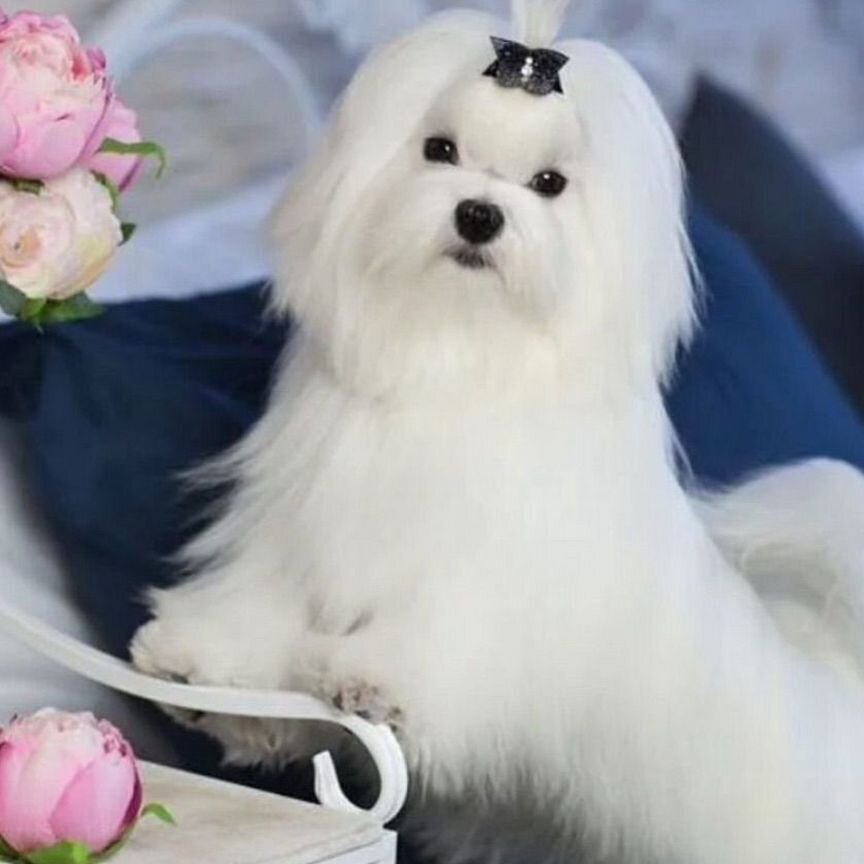 Мальтийская болонка, щенок