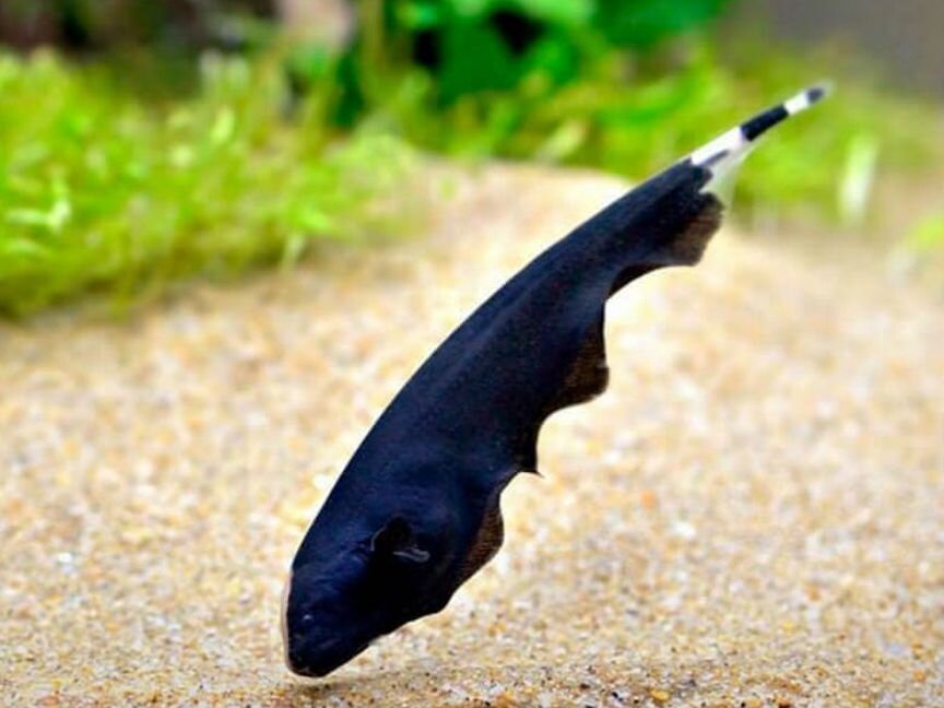 Чёрная ножетелка