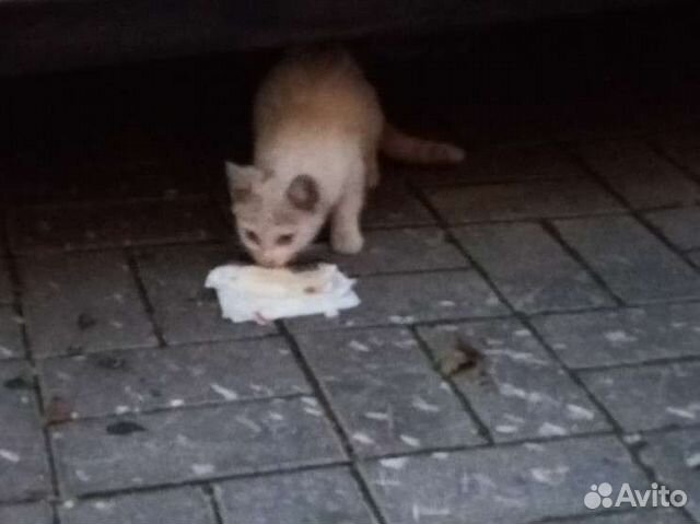 SOS Котика хотят отравить